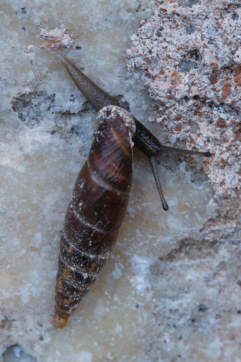 Clausiliidae sp. , Natura Mediterraneo | Forum Naturalistico